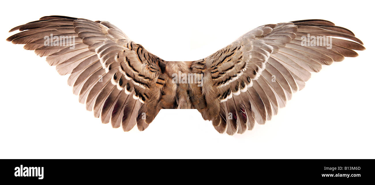 Soft wings Cut Out Stock Images & Pictures - Alamy