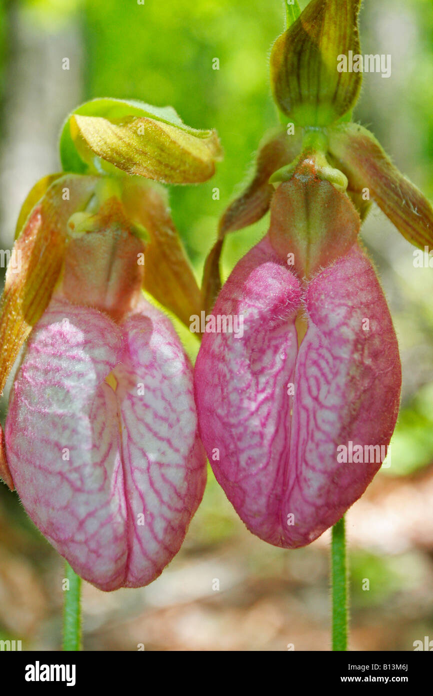 Lady slippers hi-res stock photography and images - Alamy