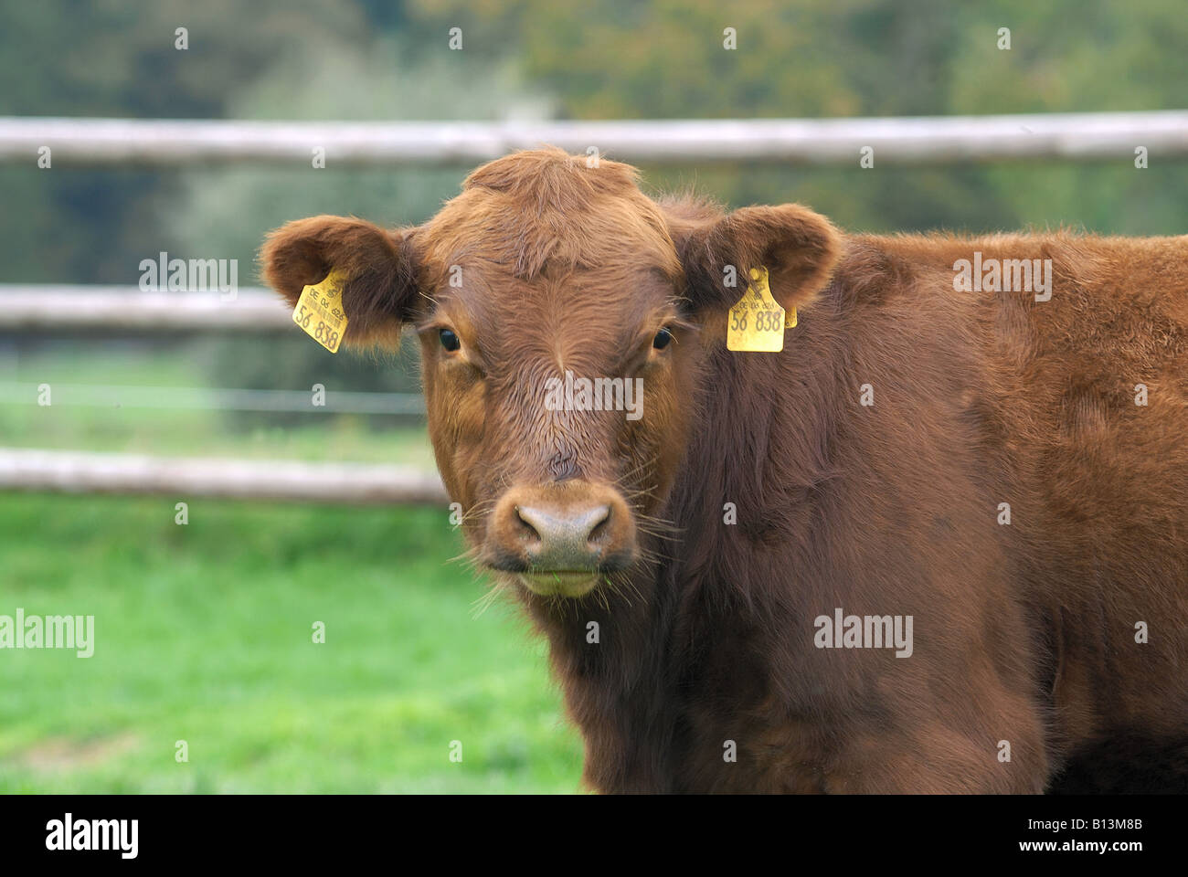 cattle - standing Stock Photo - Alamy