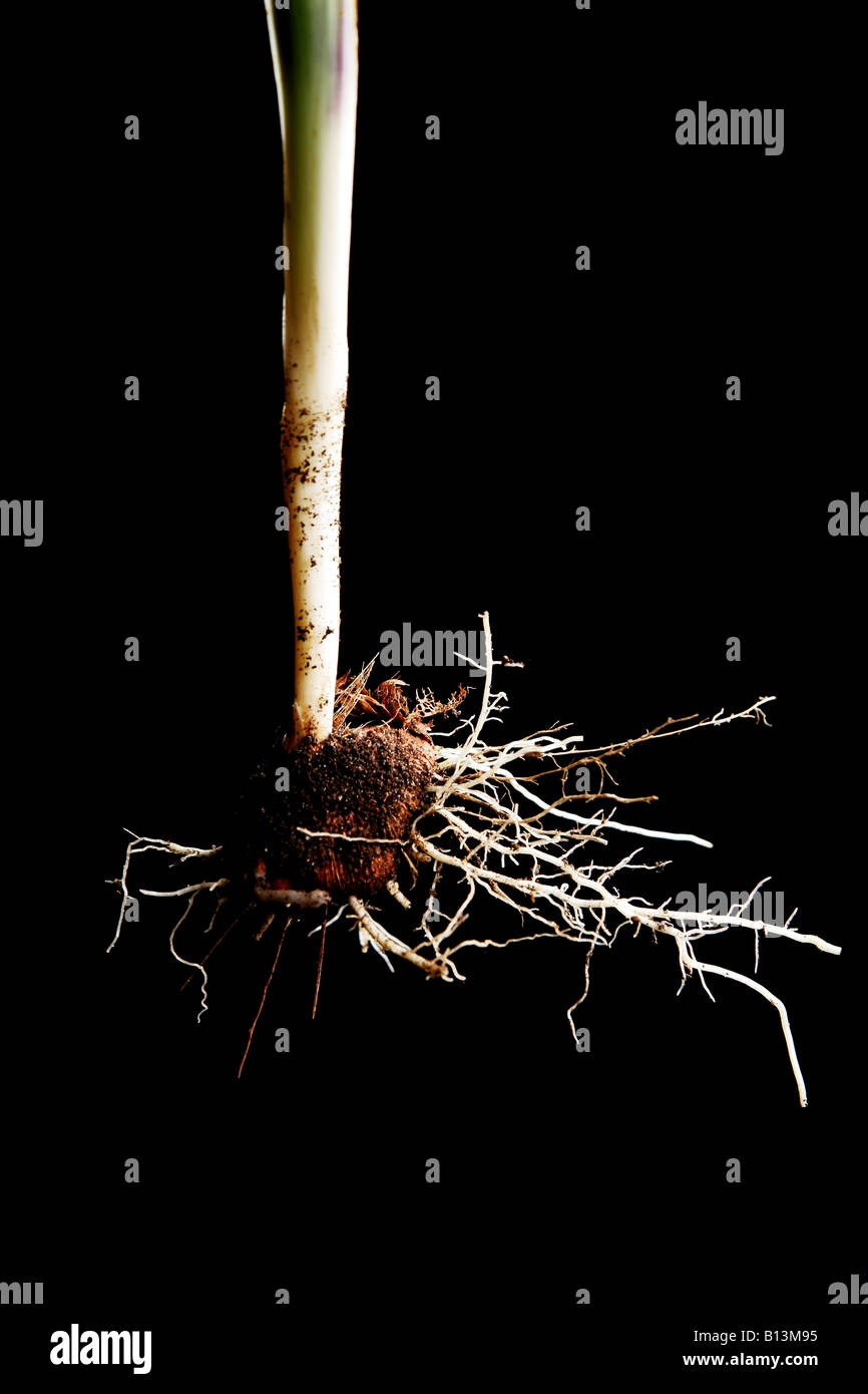 Above ground root system hi-res stock photography and images - Alamy