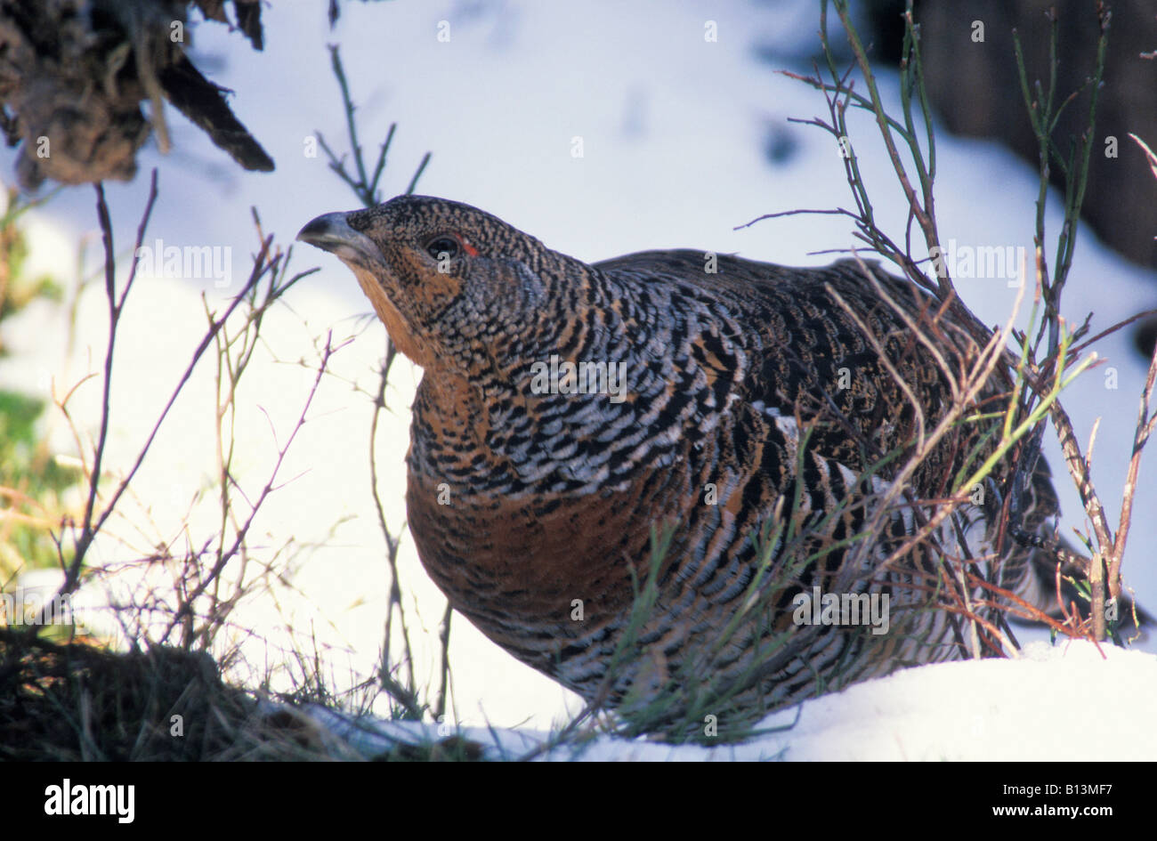 Grand tetras hi-res stock photography and images - Alamy