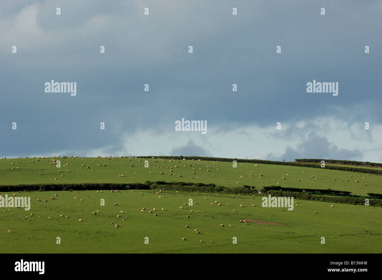Sheep grazing on a hill near Brecon in the Brecon Beacons National Park ...
