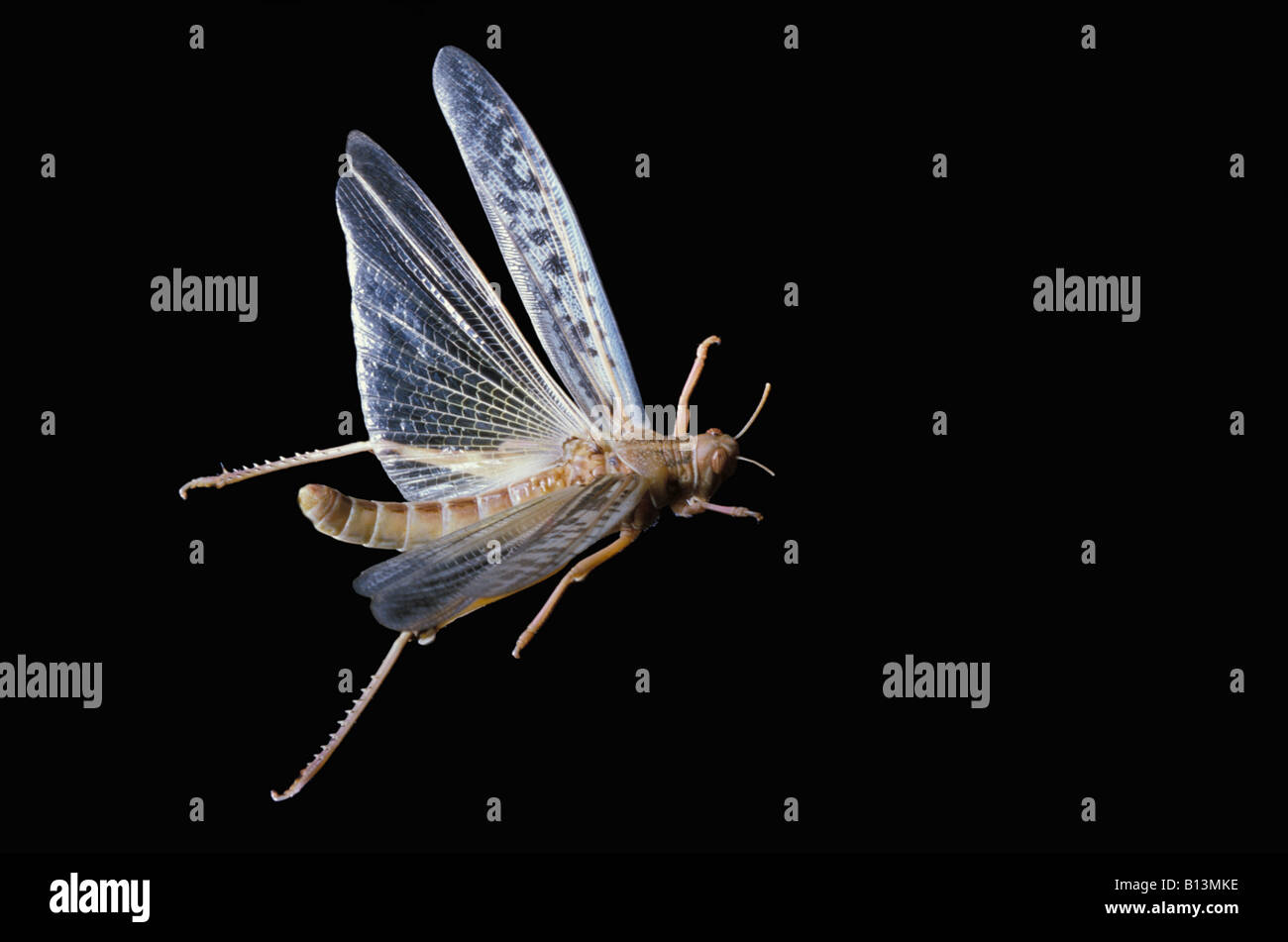 Arthropods arthropoda insects insecta grasshoppers hi-res stock ...