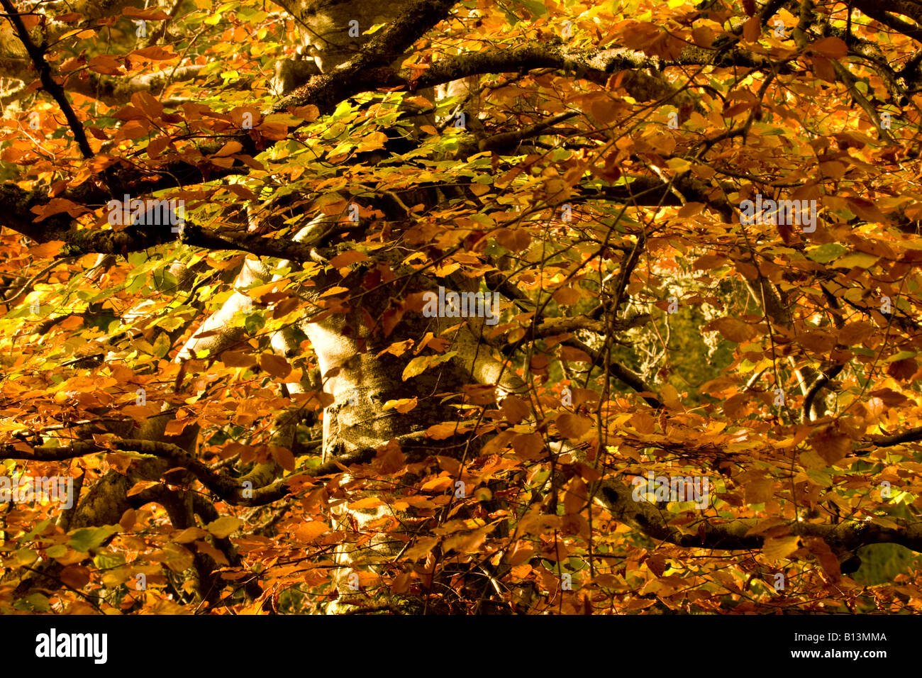 Autumn Beech Tree Stock Photo - Alamy