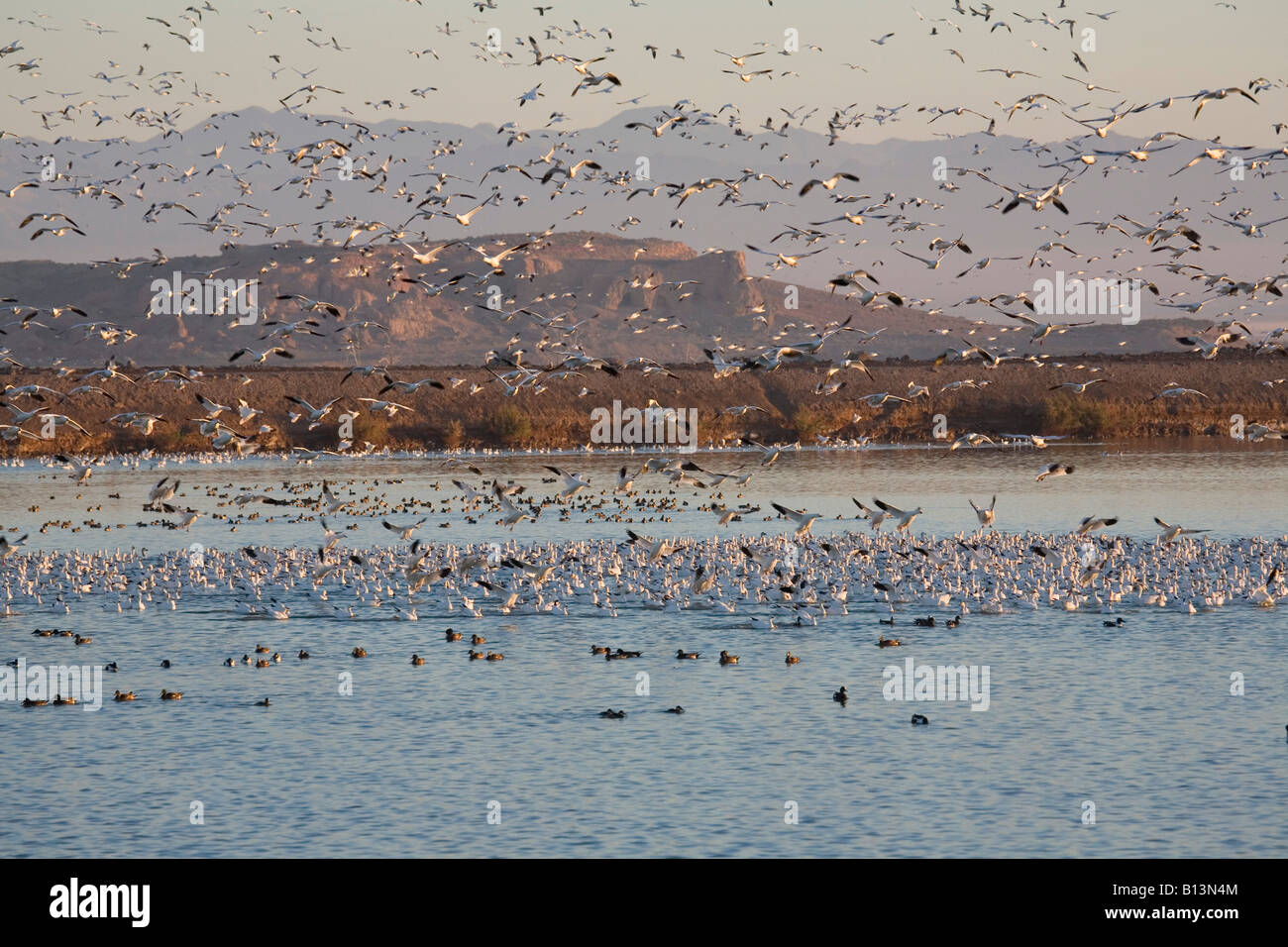 Snow geese, Salton Sea, Pacific Migration Flyway, California Stock ...