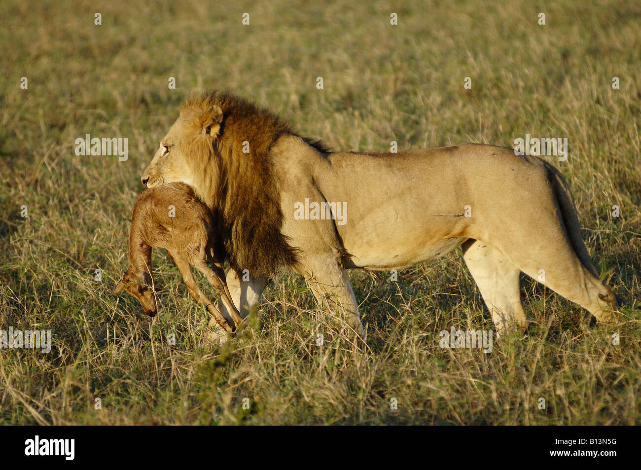 Large lion hunt hi-res stock photography and images - Alamy