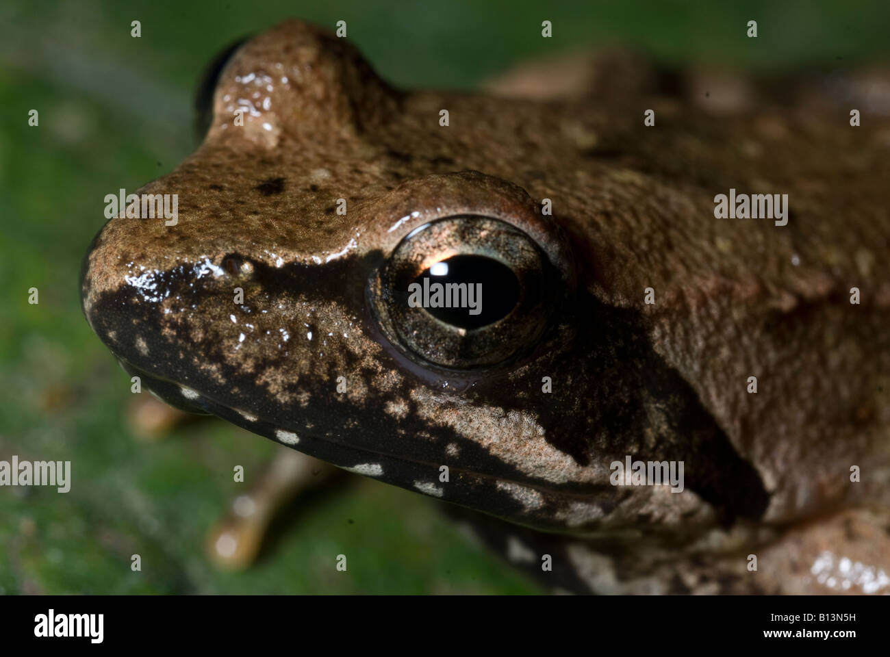 Italian stream frog hi-res stock photography and images - Alamy