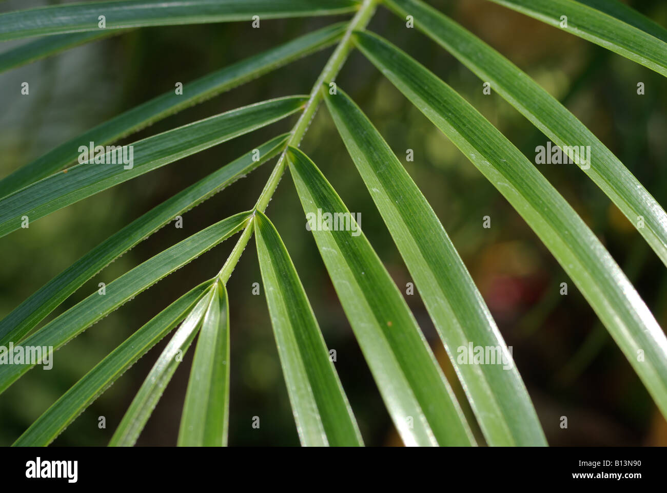 Palm tree leaf pattern Stock Photo - Alamy