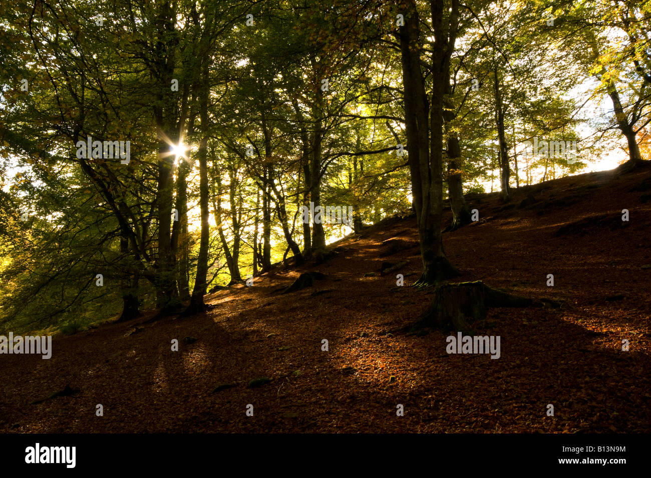 Beech Forest in Autumn Stock Photo - Alamy