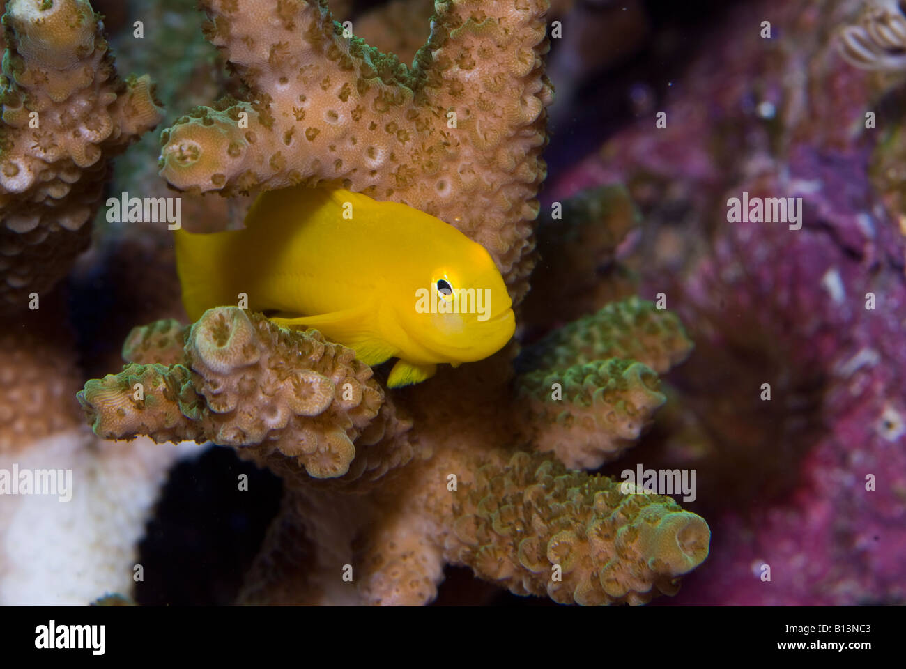 Picture yellow coral goby hi-res stock photography and images - Alamy