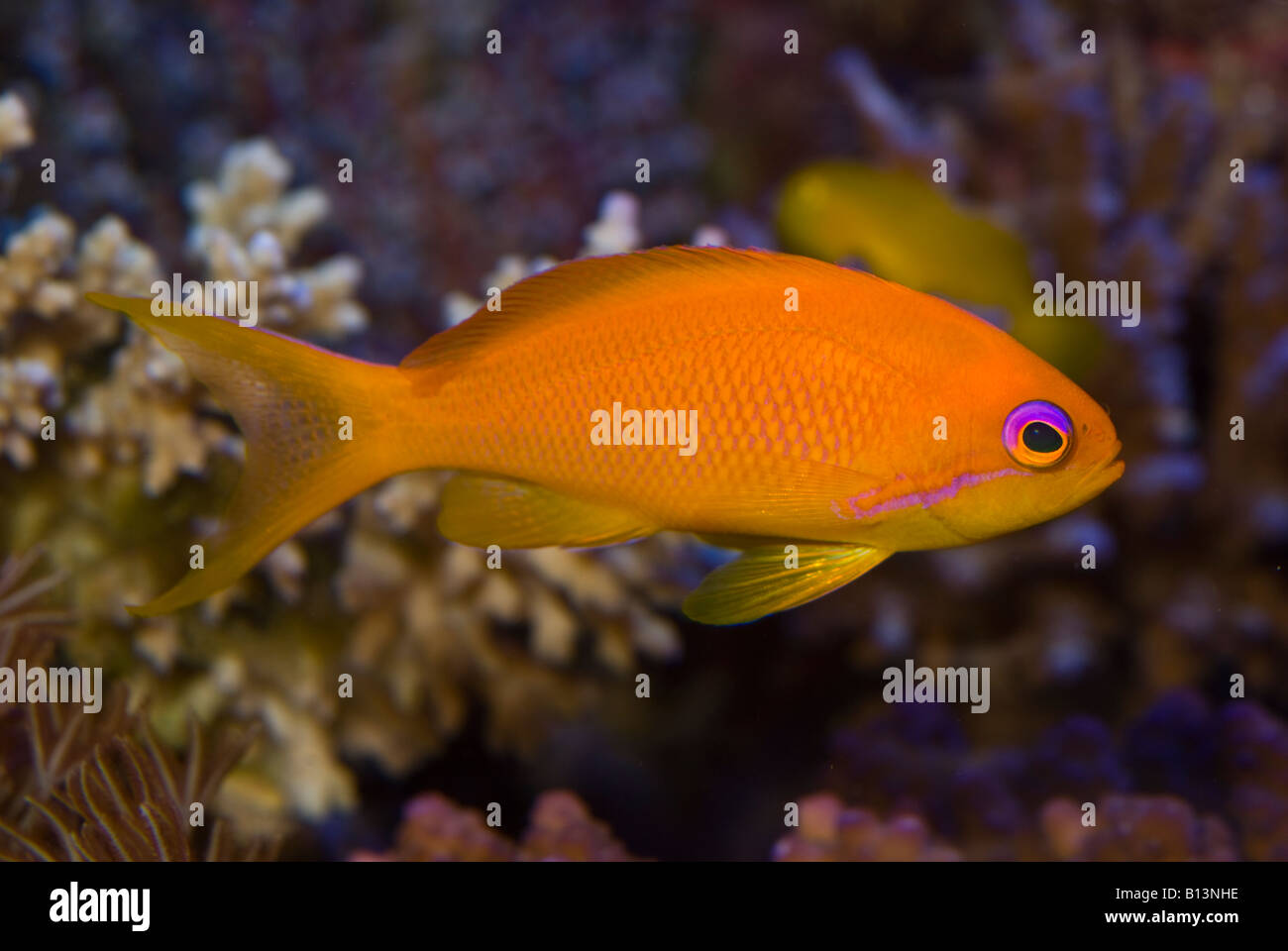 Squareback hi-res stock photography and images - Alamy