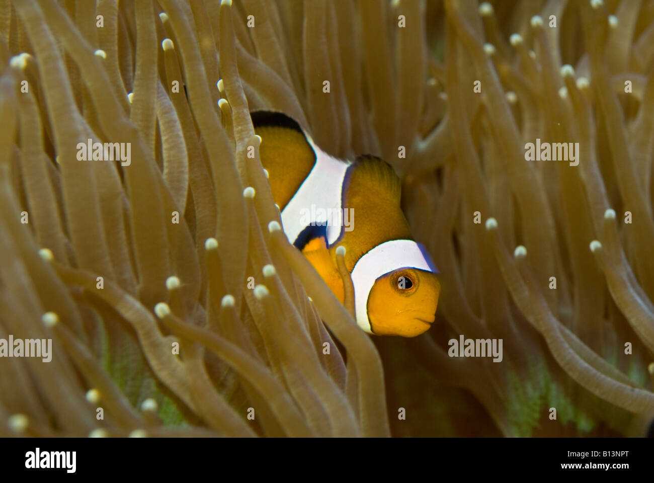 Amphiprion ocellaris symbiotic on coral Cathalaphyllia sp., clown fish ...