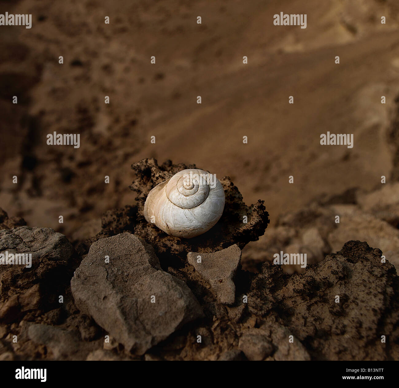 a fossilized snail on a cliff Stock Photo - Alamy
