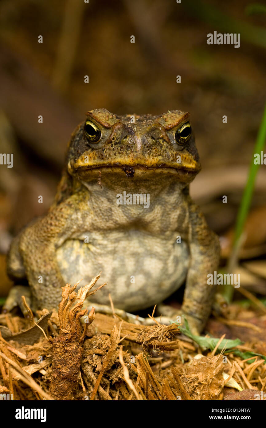 Cane toad hi-res stock photography and images - Alamy