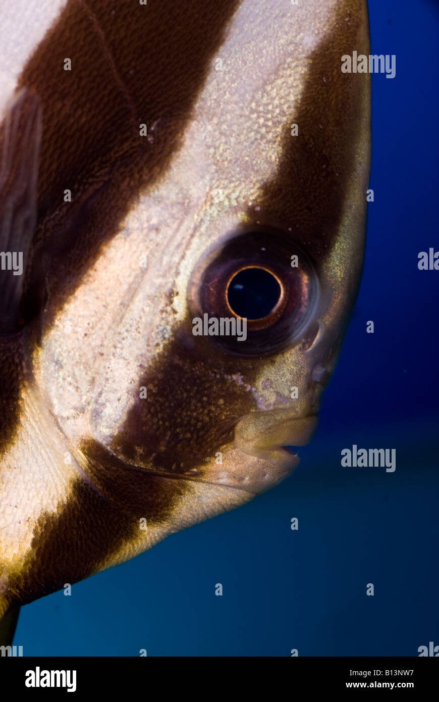 Young Platax orbicularis, Bat Fish Stock Photo - Alamy