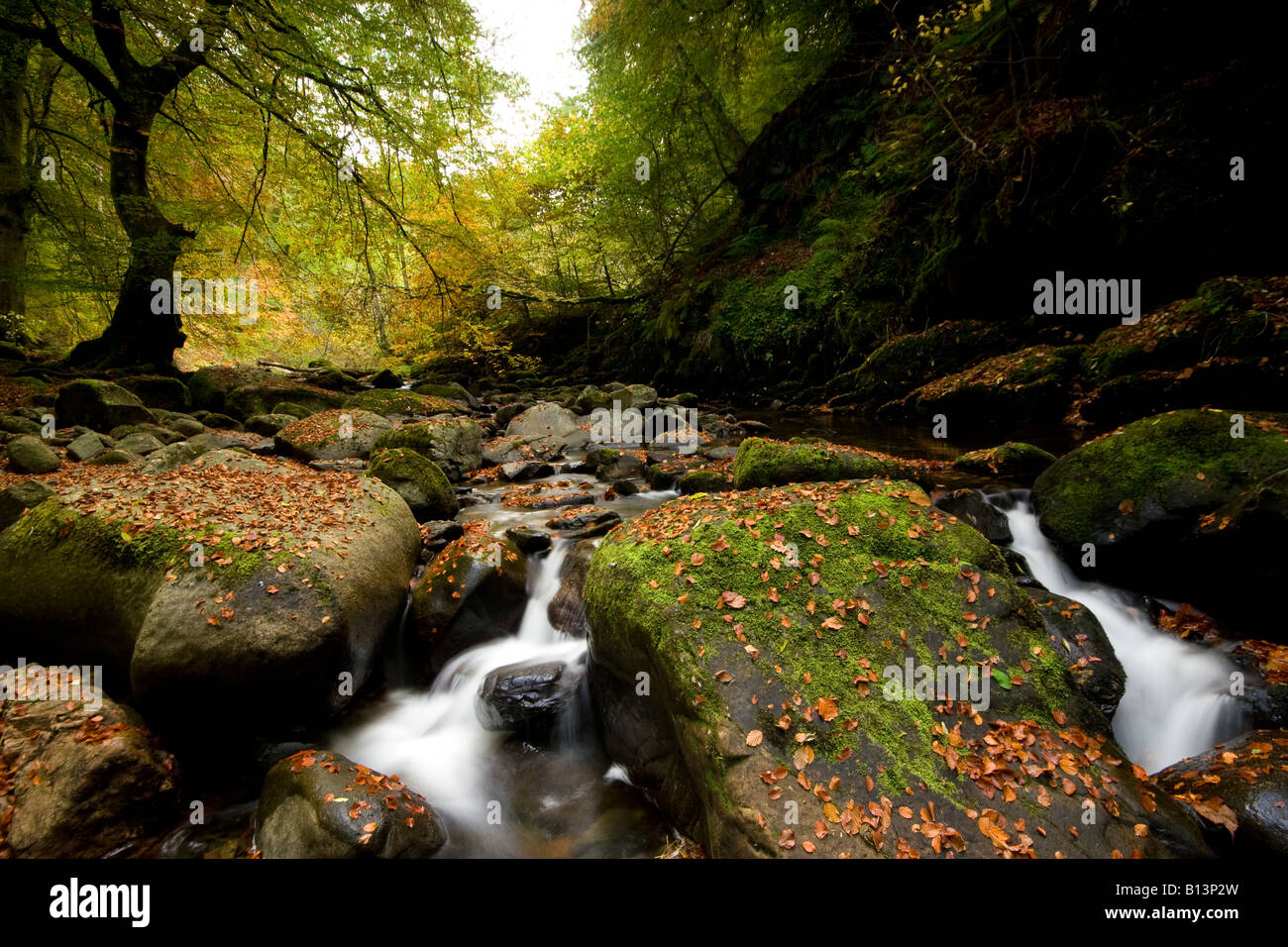 River running through autumn forest Stock Photo - Alamy