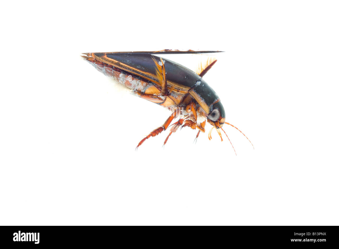 Diving beetle against white background Stock Photo - Alamy