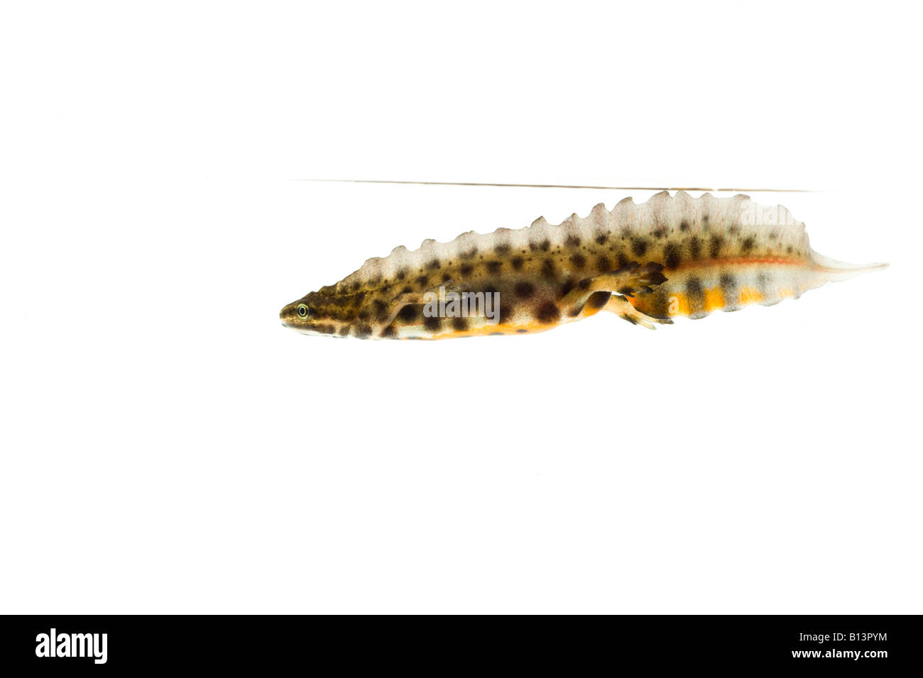 Smooth newt against white background Stock Photo - Alamy