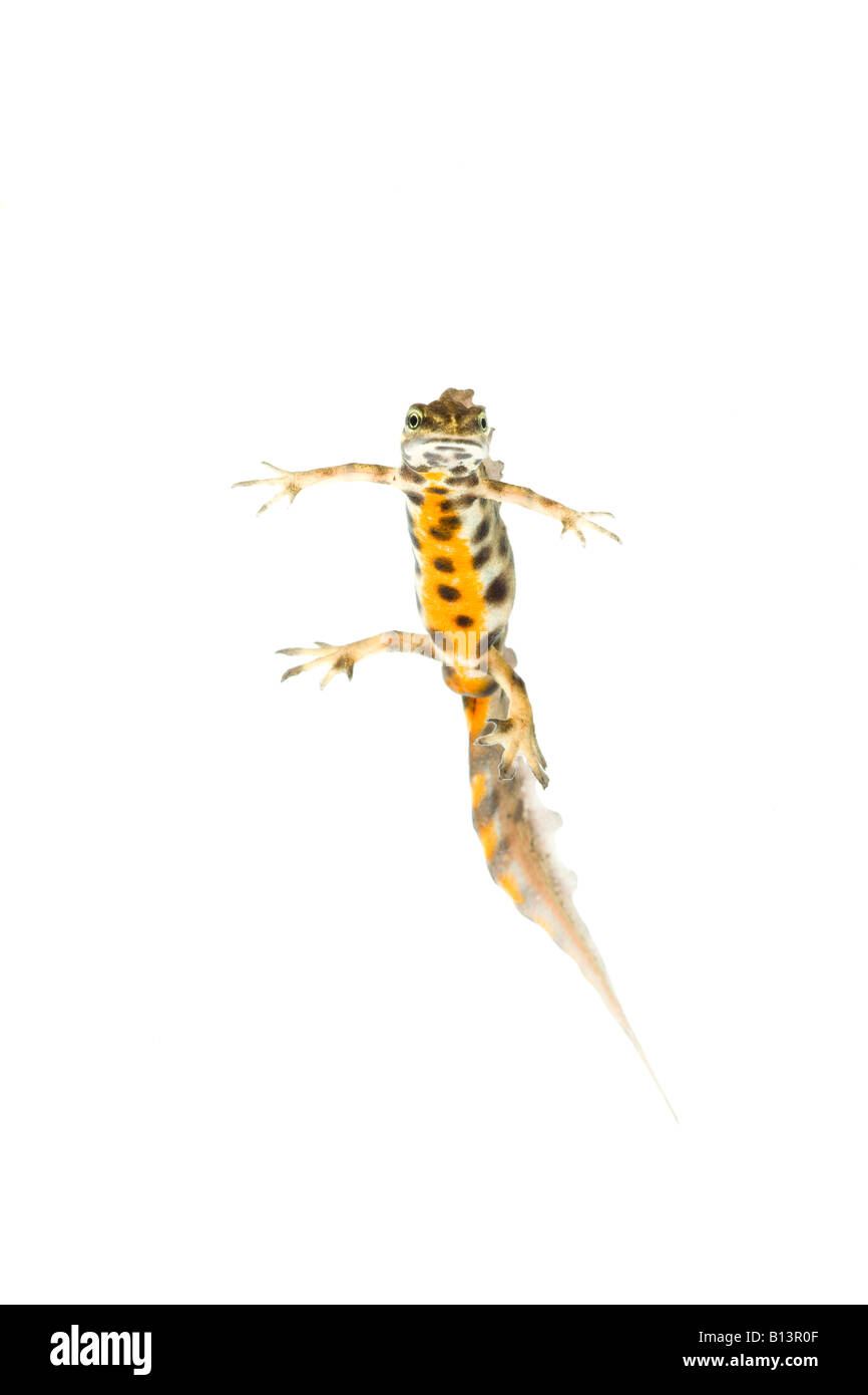Smooth newt against white background Stock Photo - Alamy