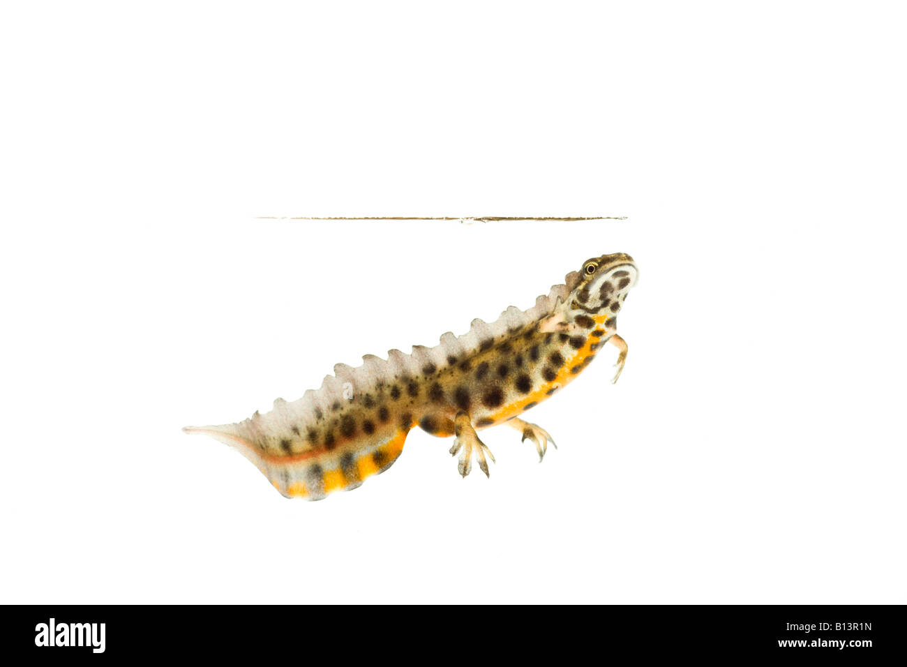 Smooth newt against white background Stock Photo - Alamy