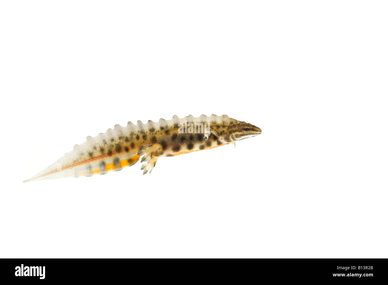 Smooth newt against white background Stock Photo - Alamy