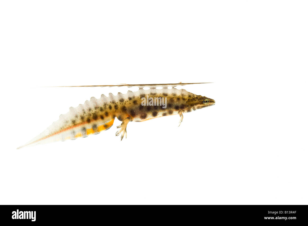 Smooth newt against white background Stock Photo - Alamy
