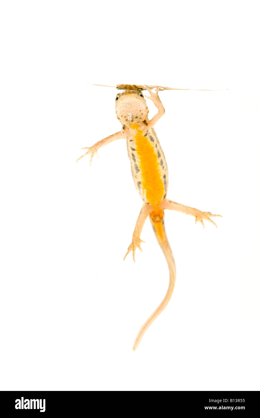 Newt on white hi-res stock photography and images - Alamy