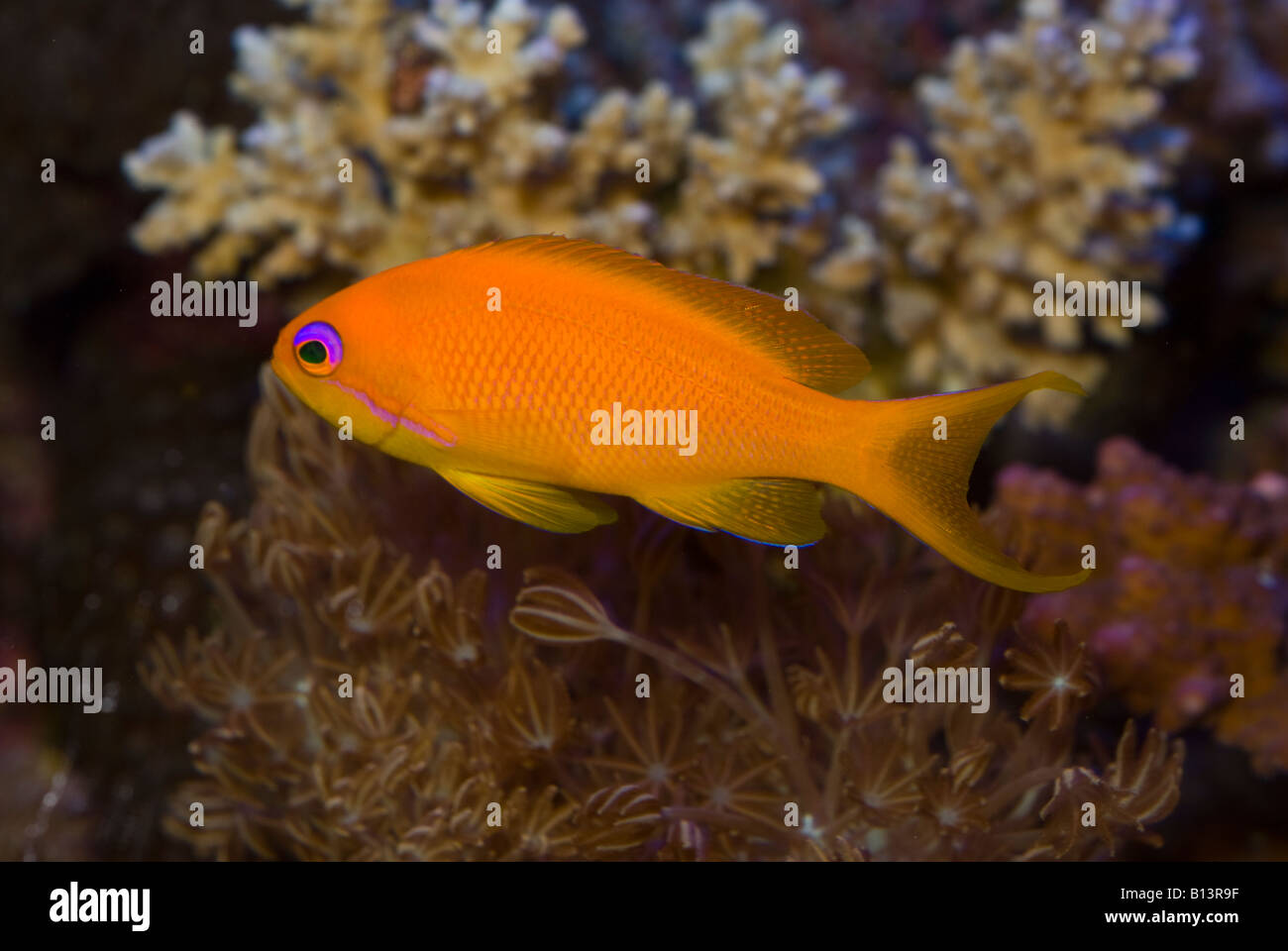 Squareback hi-res stock photography and images - Alamy