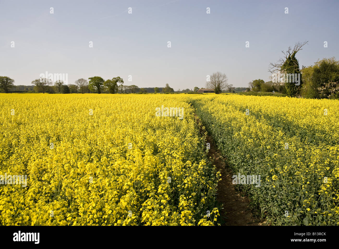 A rape field in full blossom in spring "North Norfolk" UK Stock Photo ...
