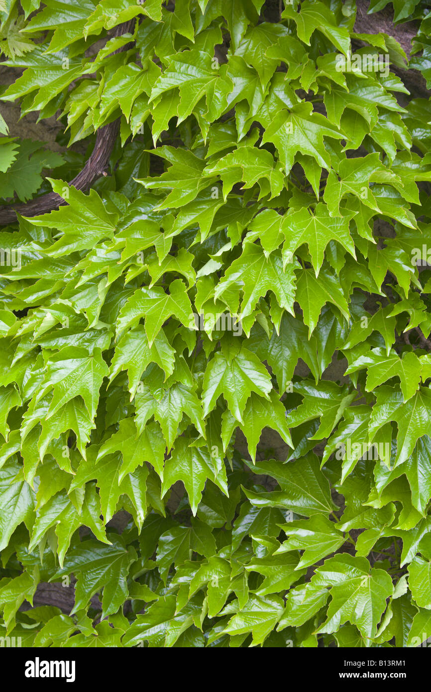 Boston Ivy growing up wall, England Stock Photo - Alamy