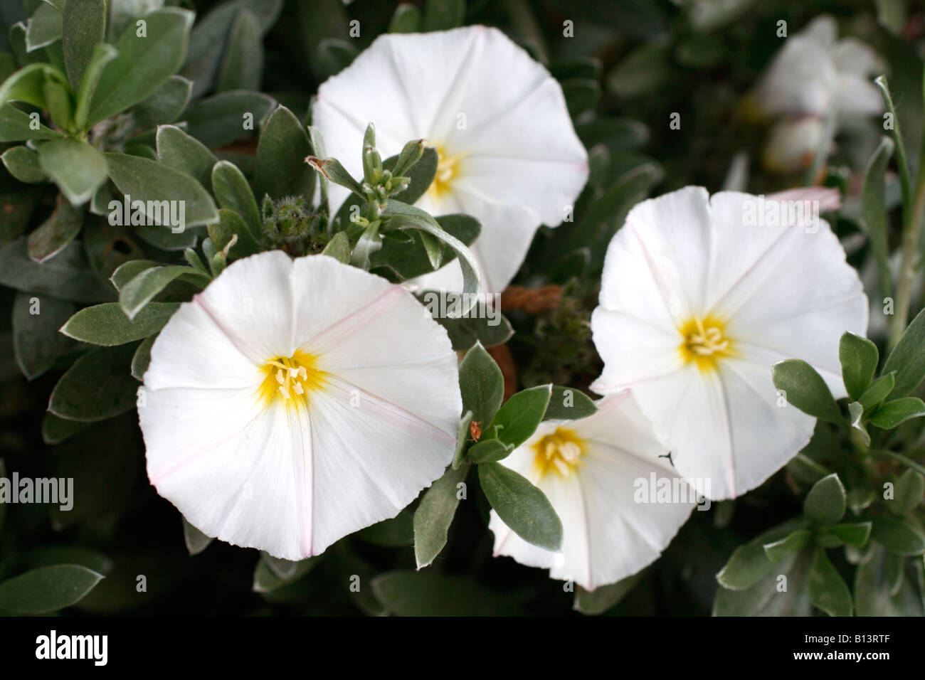 CONVOLVULUS CNEORUM AGM Stock Photo - Alamy