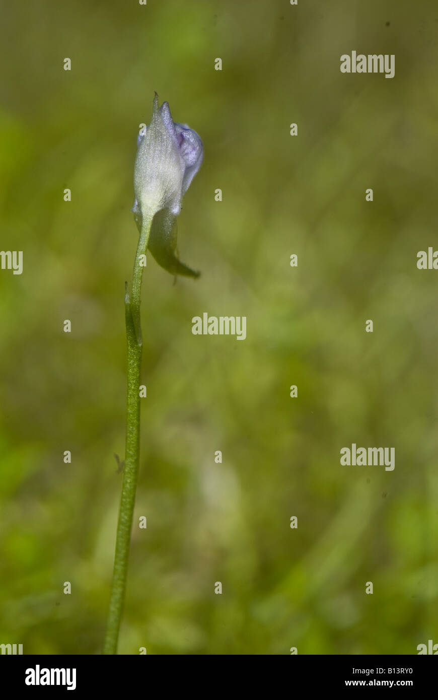 Utricolaria gibba flower, tropical aquatic plant Stock Photo - Alamy