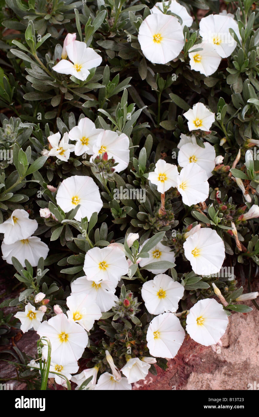 Convolvulus Cneorum High Resolution Stock Photography and Images - Alamy