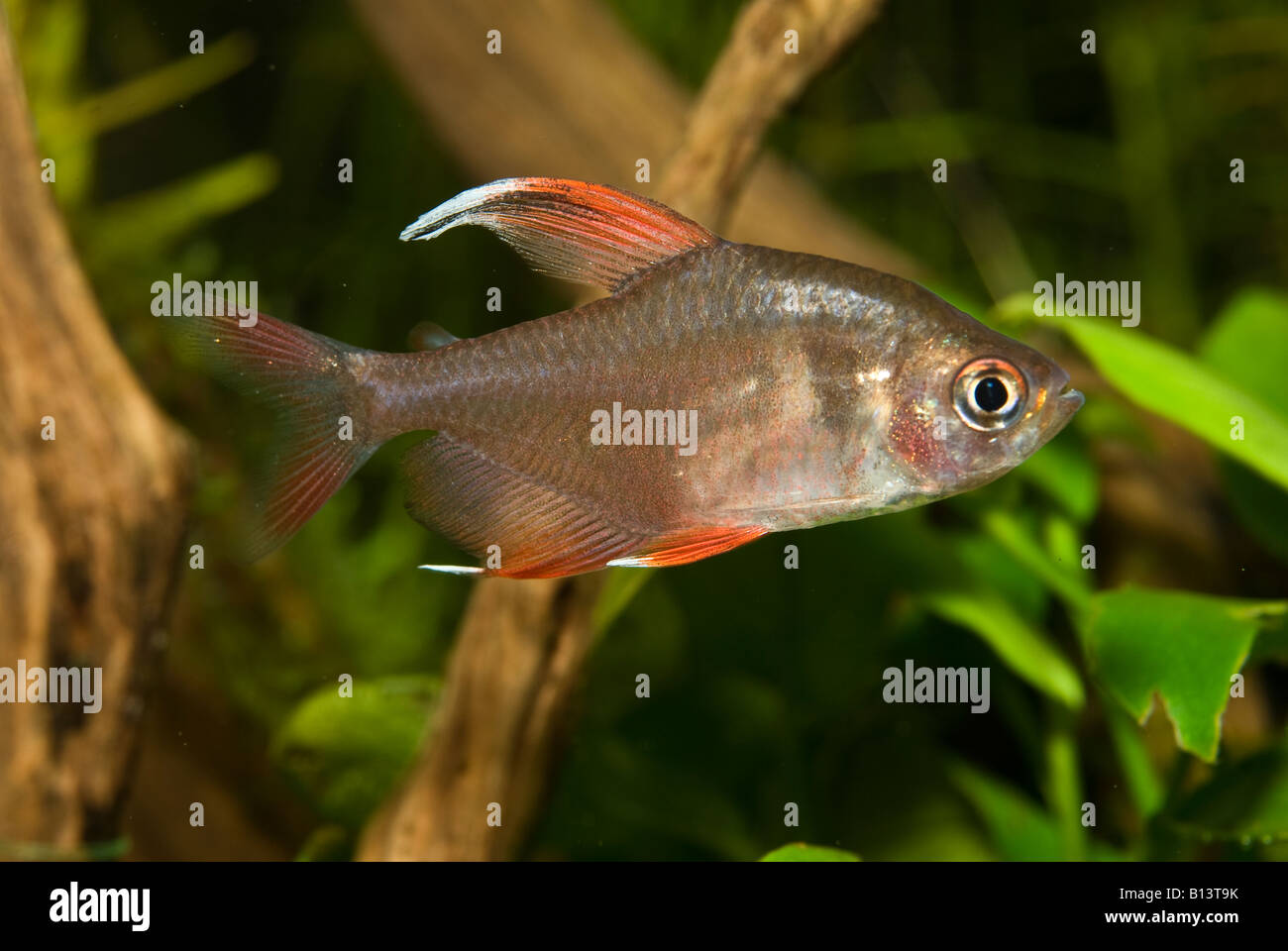 Hyphessobrycon bentosi, Ornate Tetra, characin of South America ...