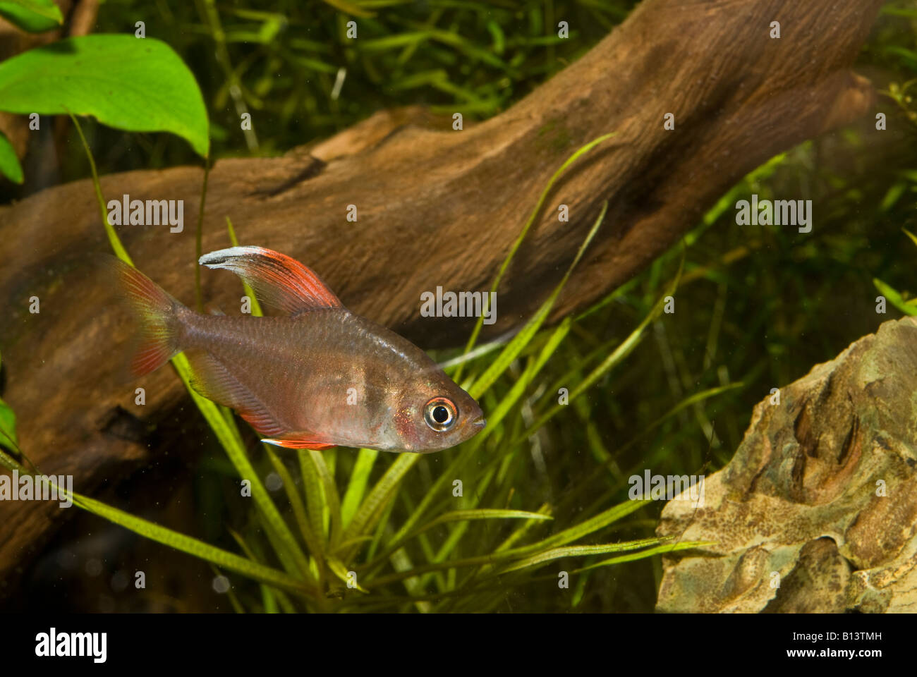 Hyphessobrycon bentosi, Ornate Tetra, characin of South America ...