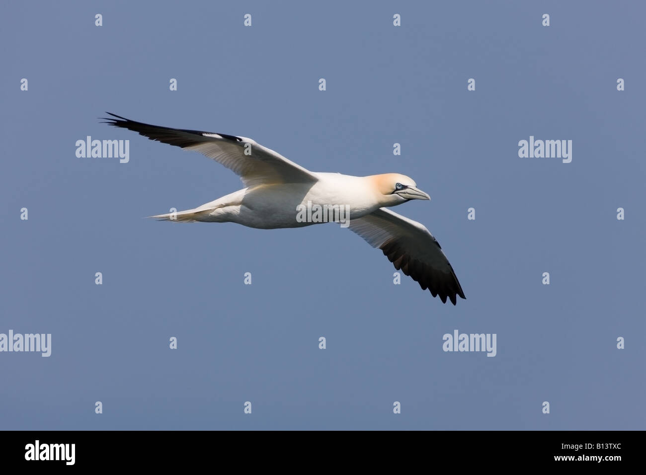 Gannet blue sky hi-res stock photography and images - Alamy