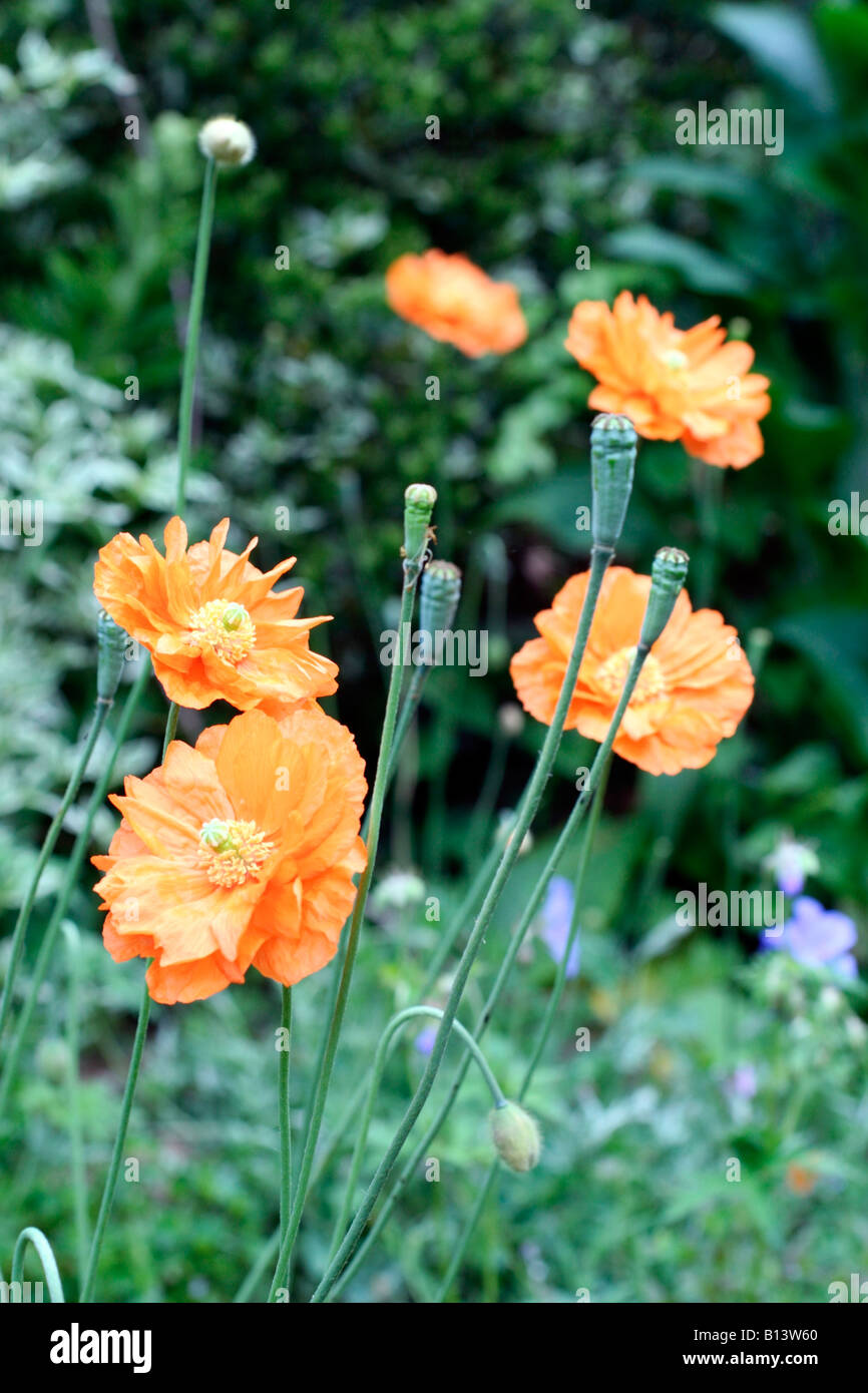 Atlanticum High Resolution Stock Photography and Images - Alamy