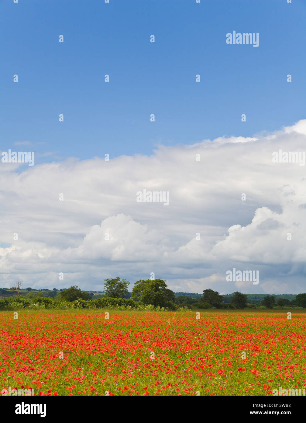 Poppy field, Broughton Gifford, Wiltshire, England Stock Photo - Alamy