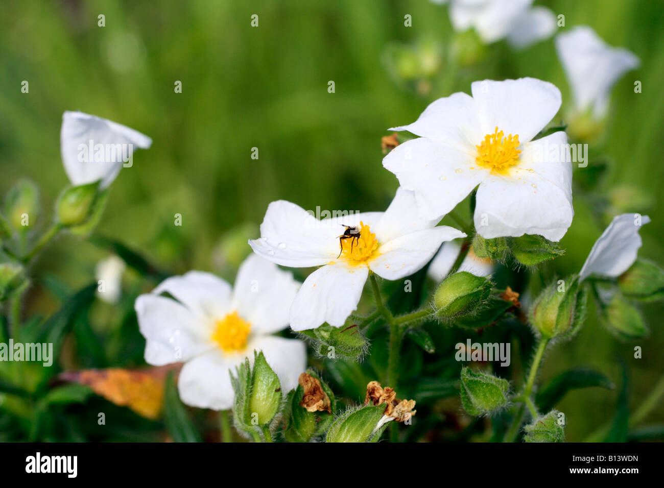 Mediterranean evergreen evergreen shrub hi-res stock photography and ...