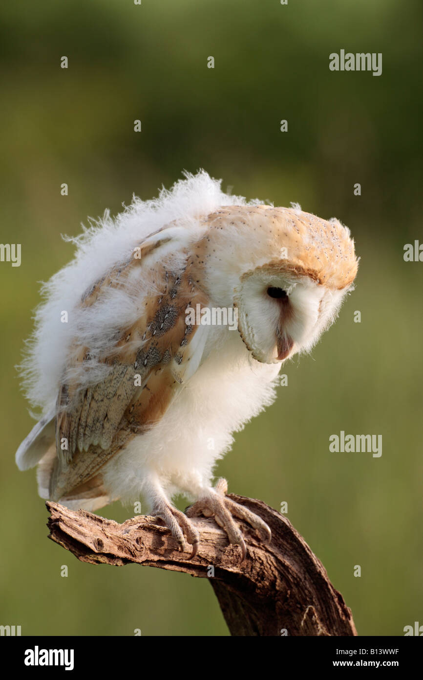 Barn owl looking down hi-res stock photography and images - Alamy