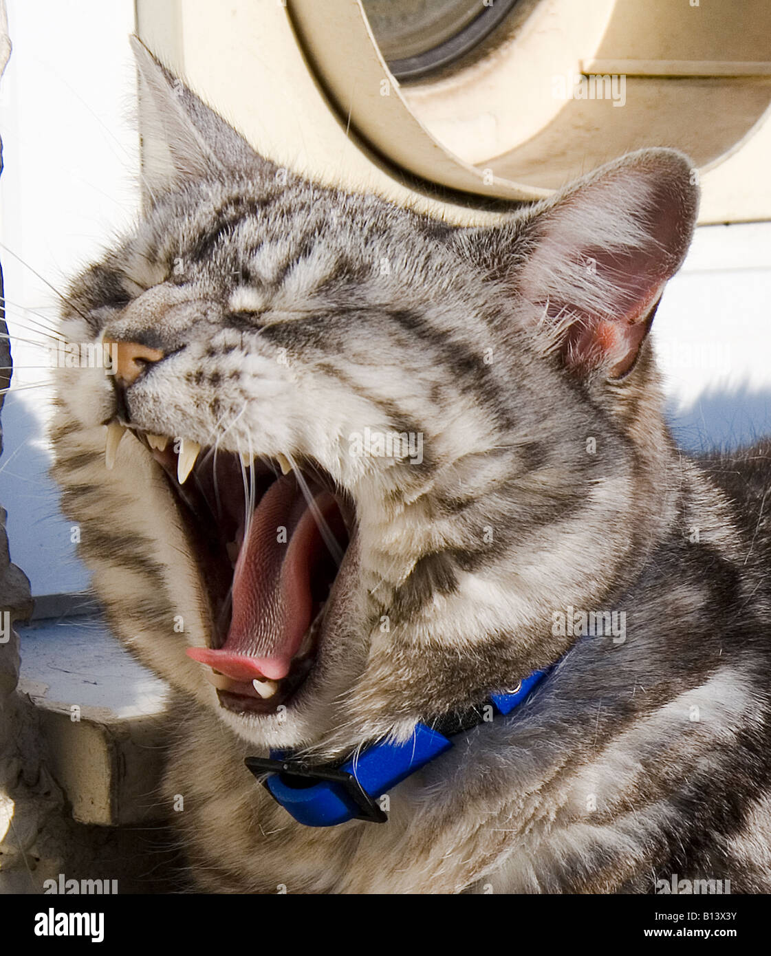 Sleepy cat yawning outside a catflap Stock Photo - Alamy