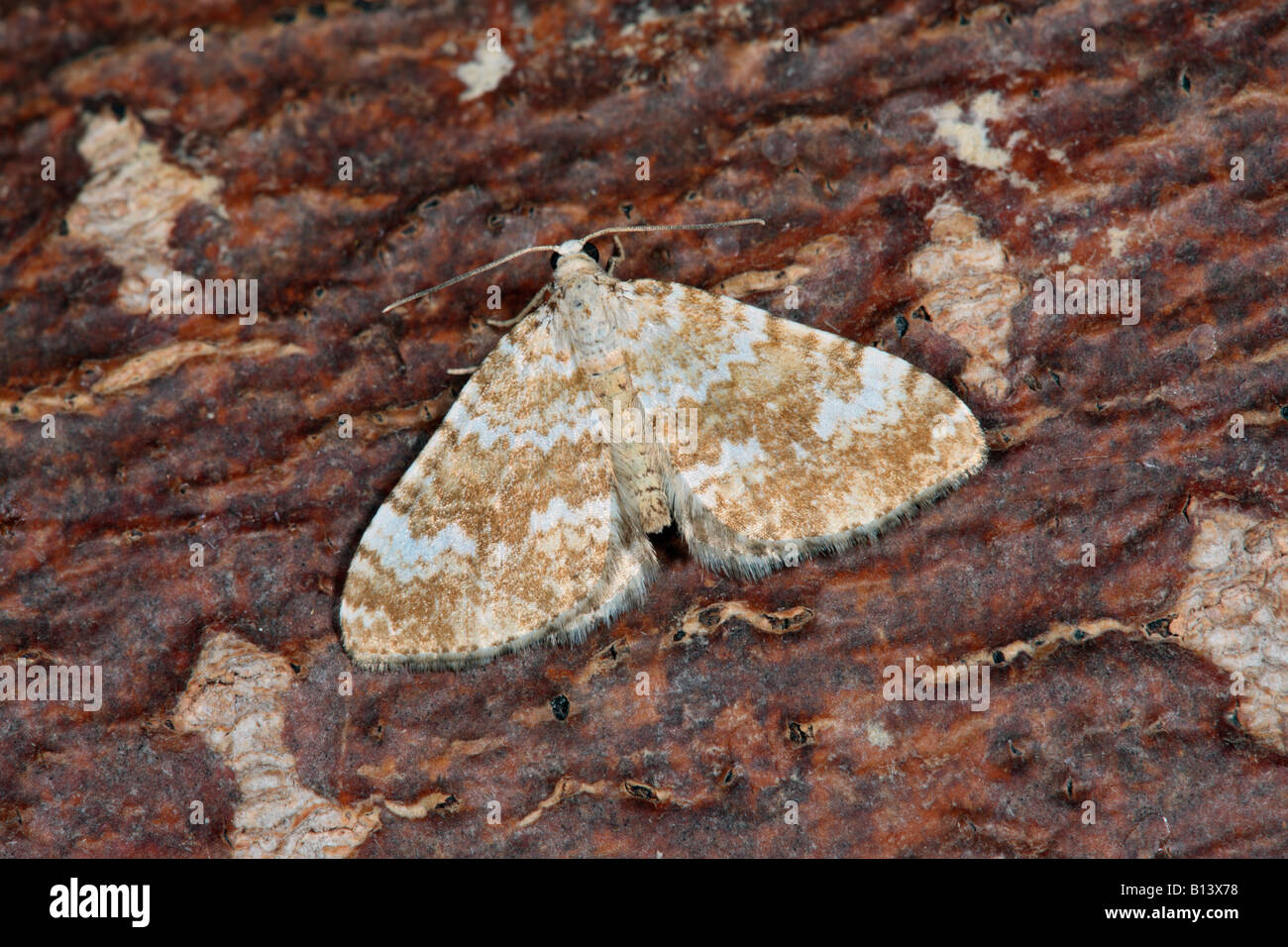 Sandy Carpet Perizoma flavofasciata at rest on log Potton Bedfordshire ...