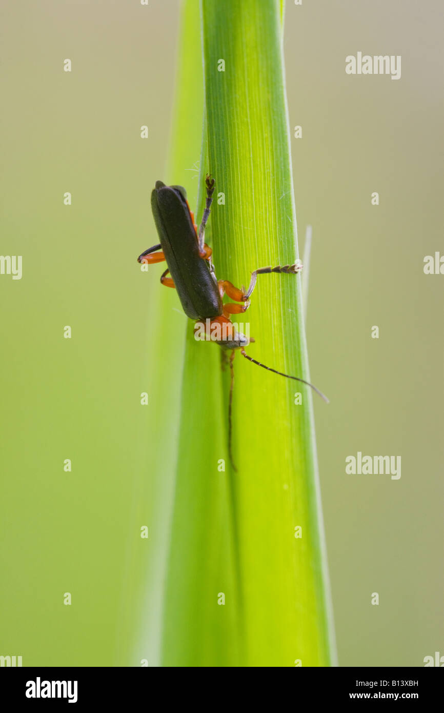 Soldier Beetle Cantharis rustica at rest head down on a Phragmites leaf ...