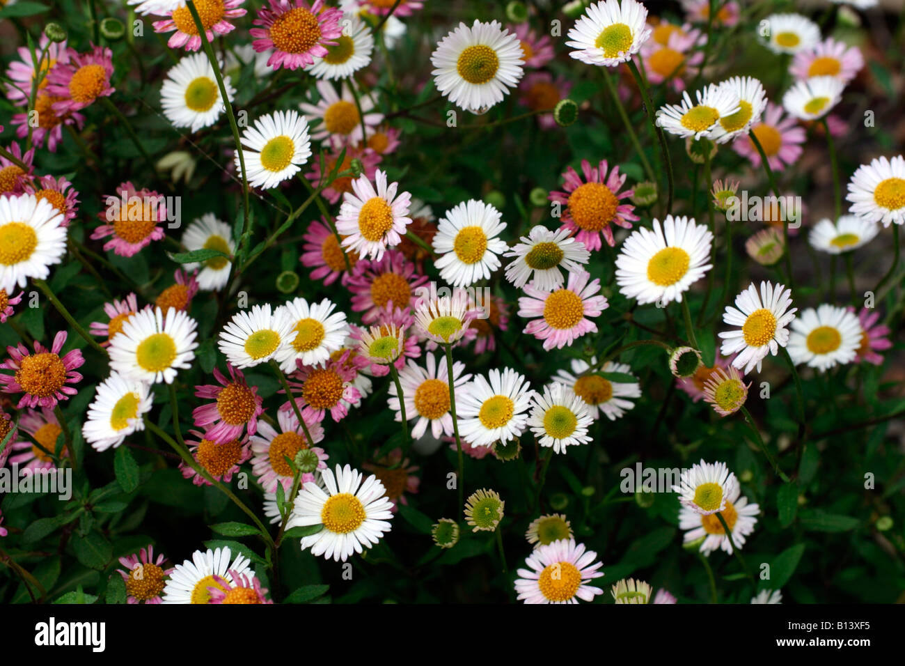 ERIGERON KARVINSKIANUS AGM SYN ERIGERON MUCRONATUS Stock Photo - Alamy
