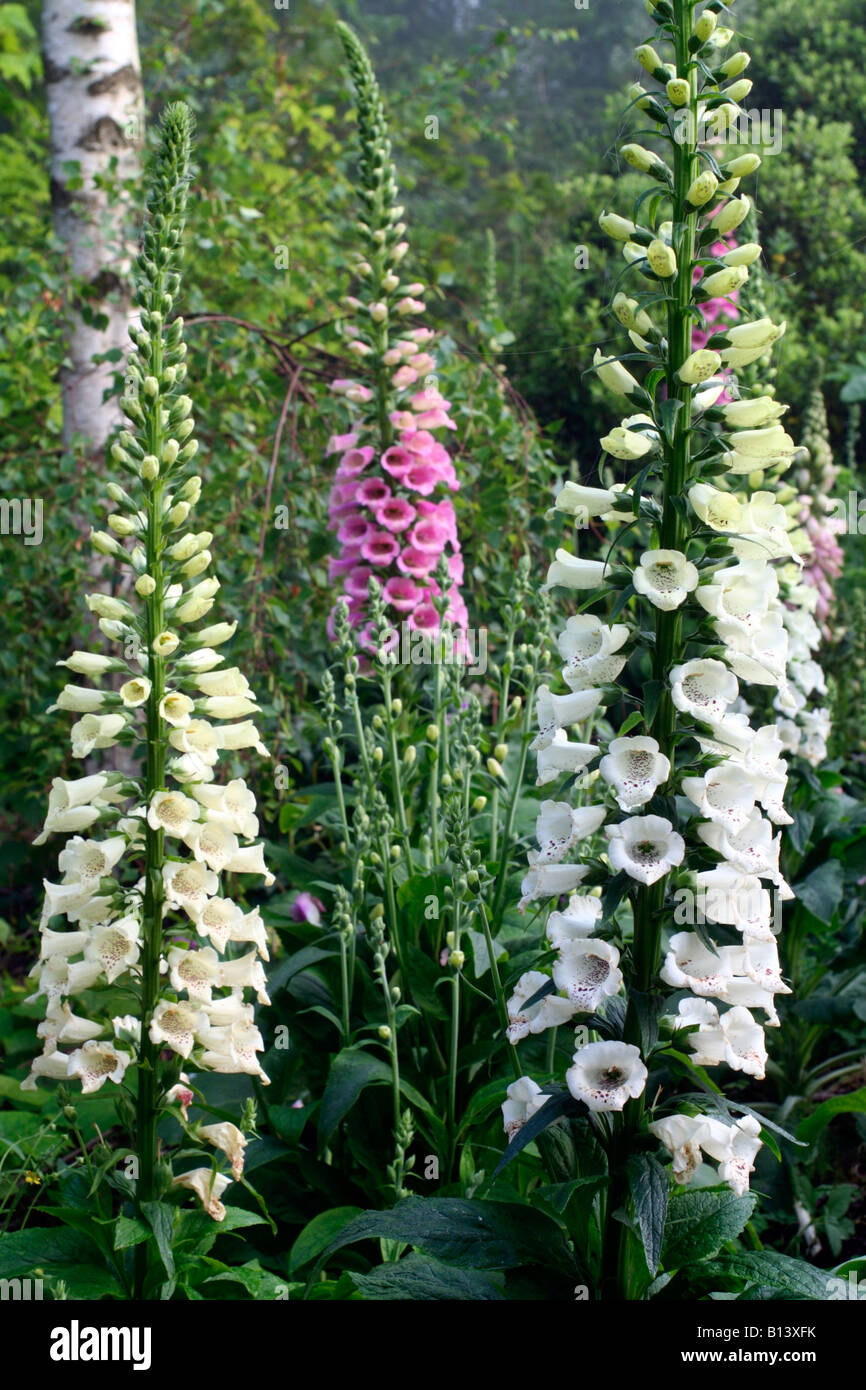 Digitalis Purpurea Excelsior Hybrids