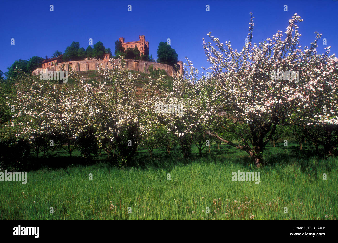Castle Ortenberg, Black Forest, Offenburg, Ortenau, Germany Stock Photo ...