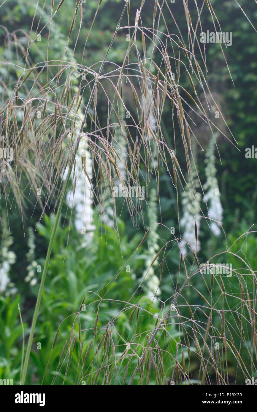 DIGITALIS PURPUREA ALBA WHITE FOXGLOVES WITH STIPA GIGANTEA Stock Photo ...
