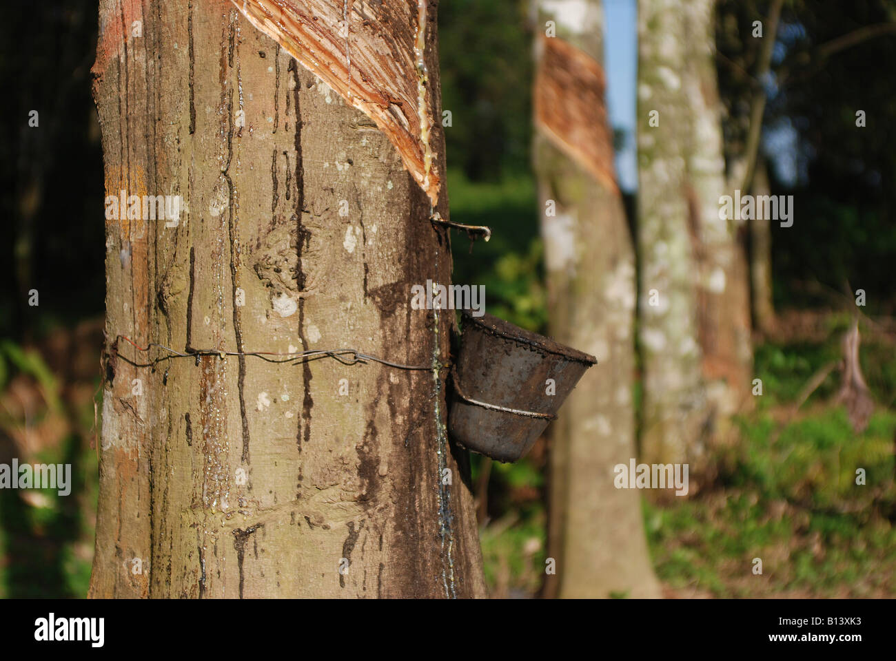 Rubber trees in a row Stock Photo - Alamy