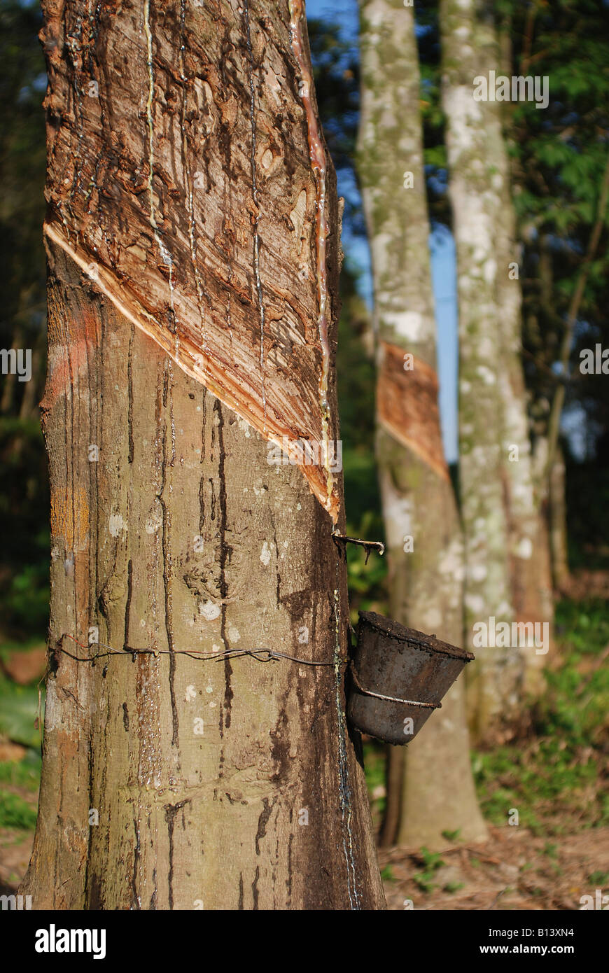 Rubber trees in a row Stock Photo - Alamy