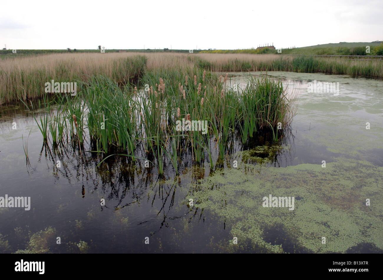 Rainham Marshes RSPB nature reserve on the outskirts of London May 2008 ...